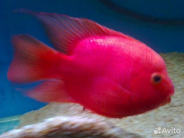 Рыбка Попугай Пурпурный (Purple Parrot Cichlid)