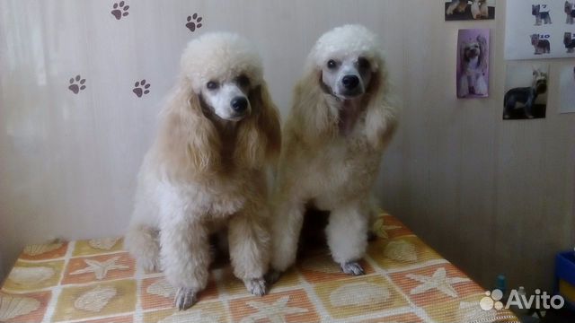 Мальчики пуделята от пары кремовых родителей