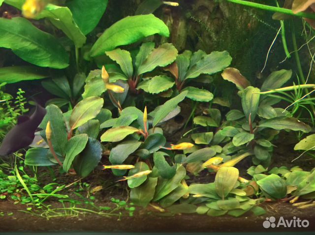 Буцефаландры