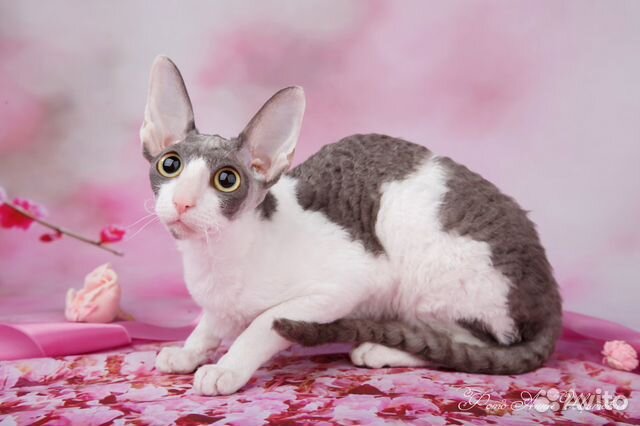 Корнишатки Gatsby Smile