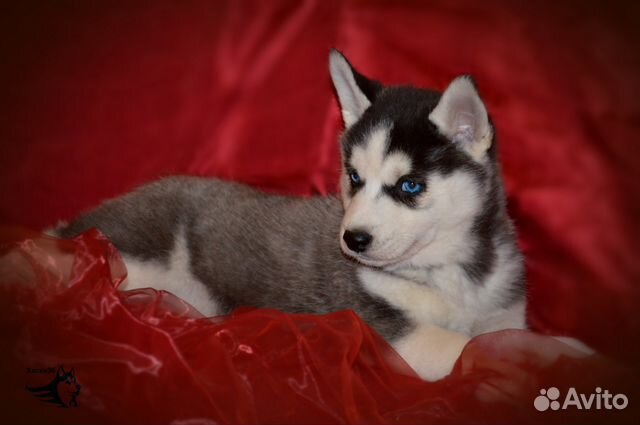 Черно-белый голубоглазый мальчик хаски