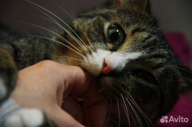 Котик Тиша в добрые руки