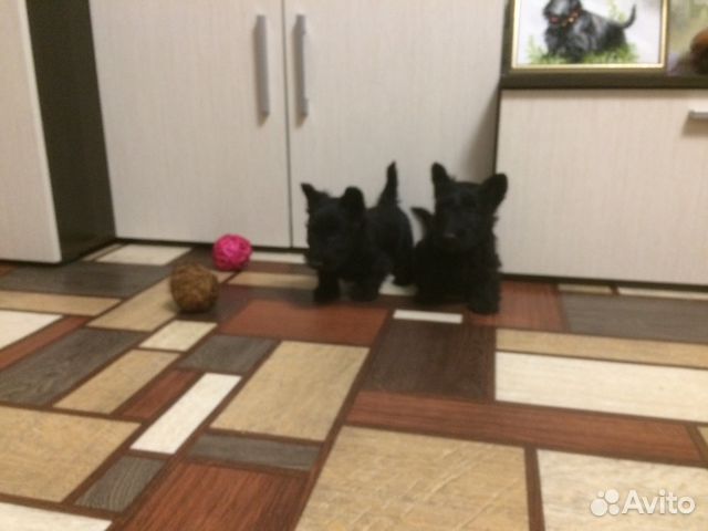 Щенки скотч-терьера черные