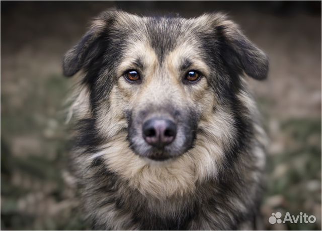 Красавица Хэппи - метис колли в добрые руки, в дар