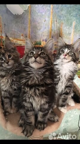 Красивые крупные котята Мейн кун