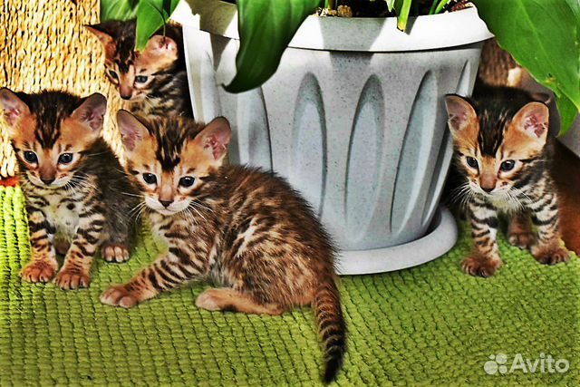 Бенгальские котята