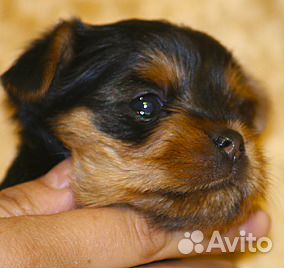 Йоркширский терьер