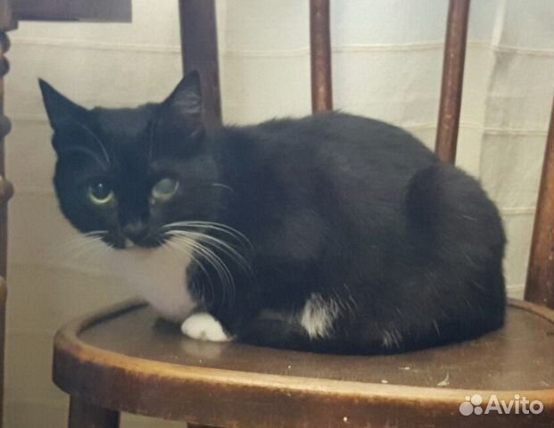 Две осиротевшие кошки ищут дом