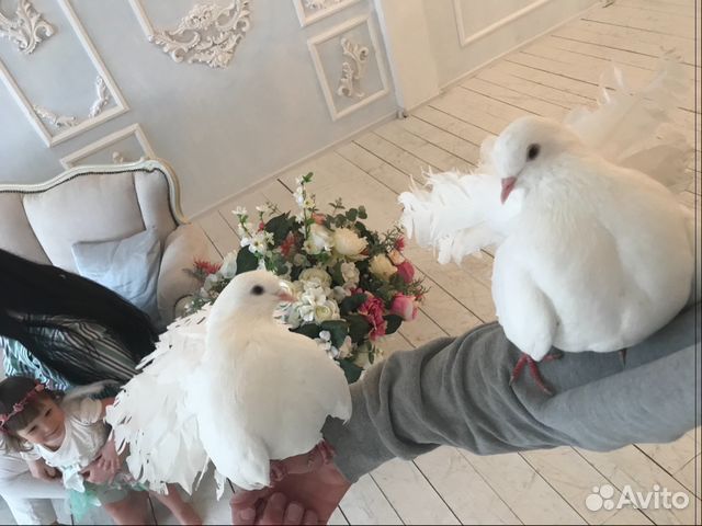 Свадебные голуби