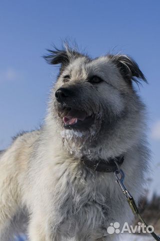 Метис терьерчика Нафаня ищет дом