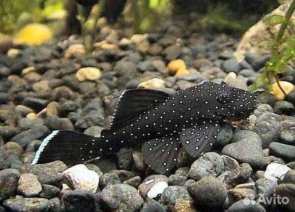 Звезчатый анциструс