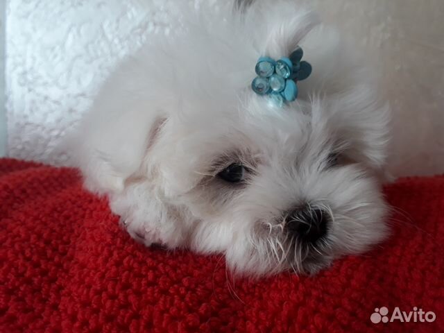 Милашка очаровашка