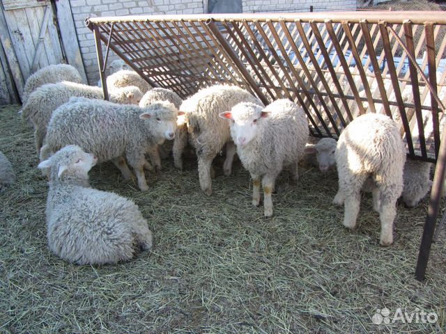 Ярки и бараны