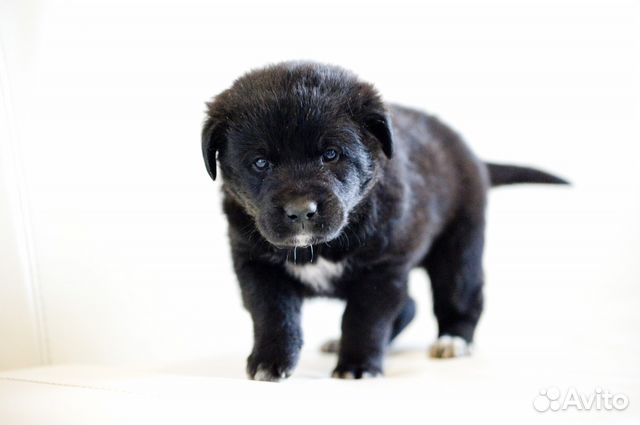 Мальчик метис лабрадора