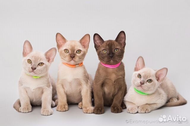 Букет бурмят