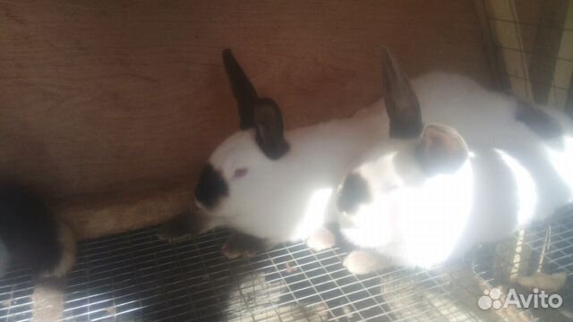 Калифорнийские кролики