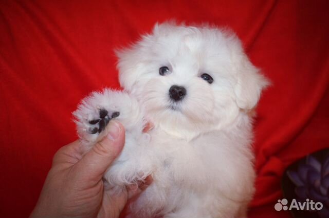Очаровашка мальчик мальтезе 2 мес