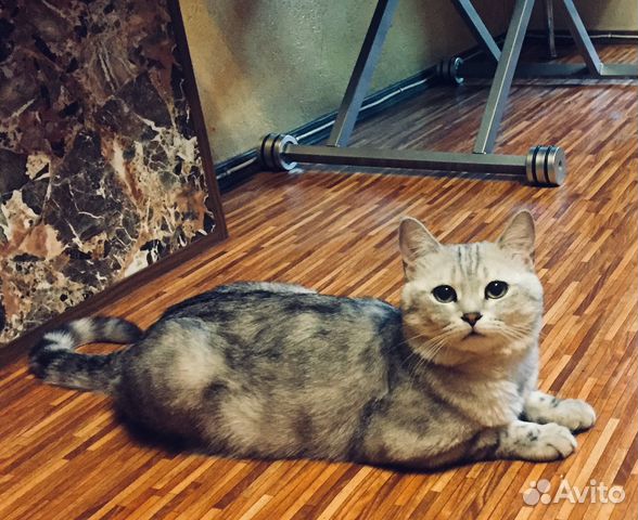Вязка шотландского кота скоттиш страйт