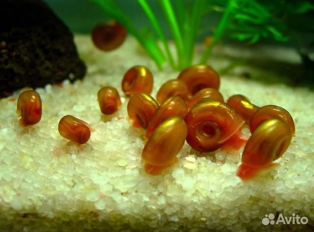 Улитки катушка