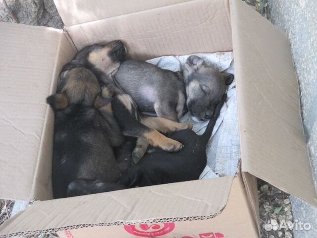 Спасите щенят возьмите в добрые руки
