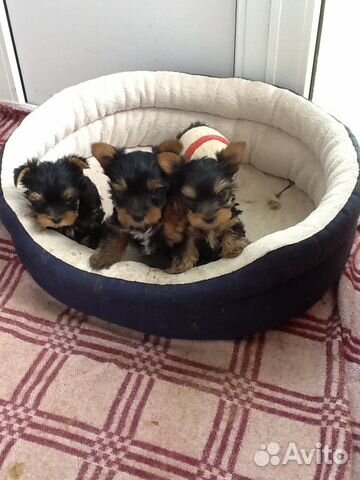 Йорики кукляшки