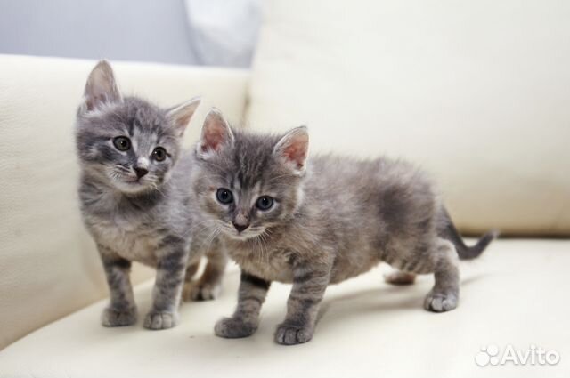 Серые полосатики мальчик и девочка