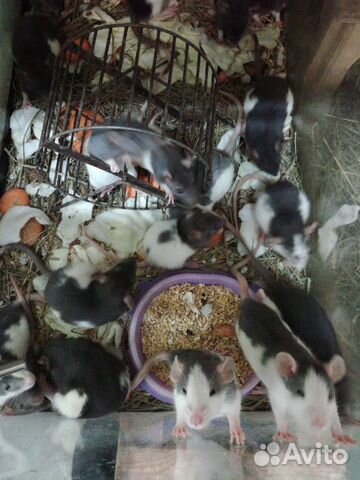 Крысята и хомячки