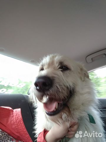 Собака-бородатик ищет дом