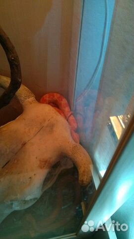 Террариум и змеи