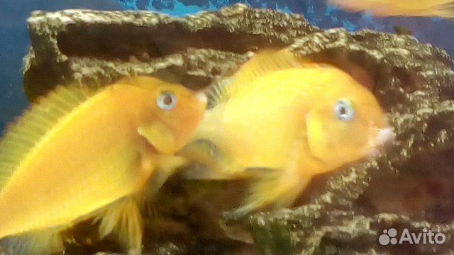 Продам молодых трофеусов кириза голд
