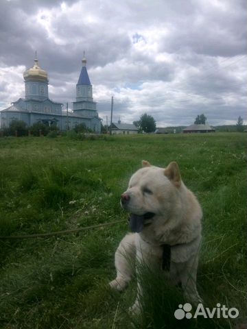 Молодой чау чау смуф