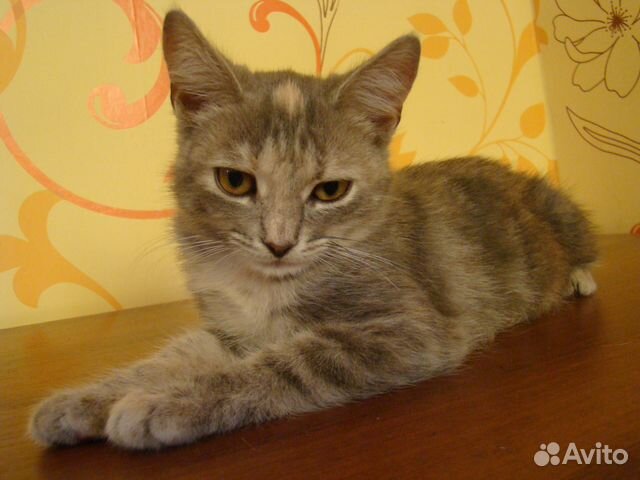 Милые, красивые котята