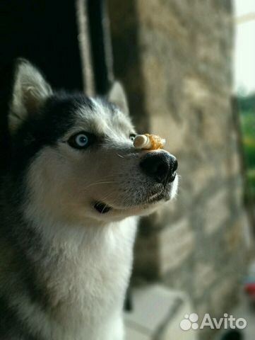 Сибирский хаски на вязку,кобель