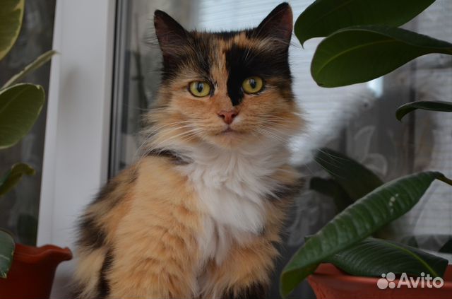 Киска-Анфиска с человеческим взглядом