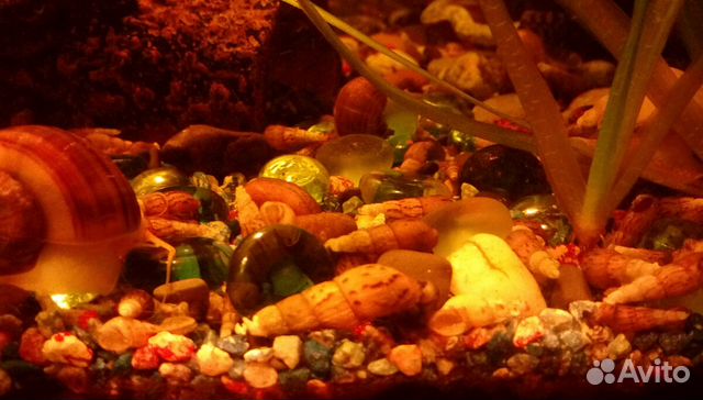 Грунтовые улитки - мелании