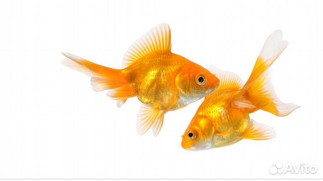 Золотые рыбки