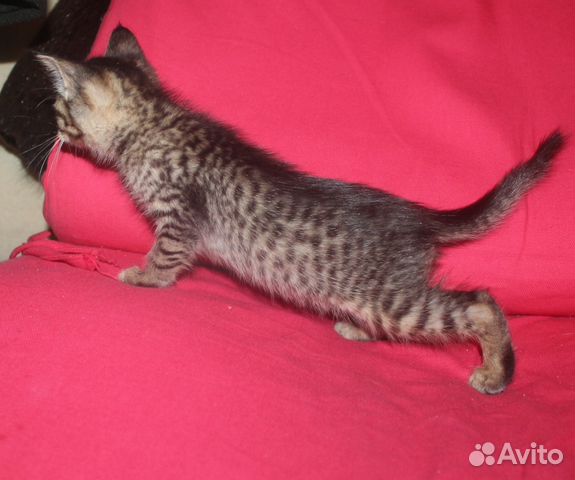Котенок праправнук Сервала - savannah f5