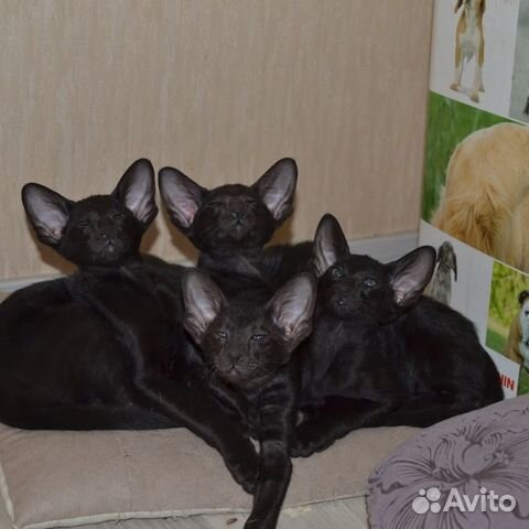 Ориентальные котята