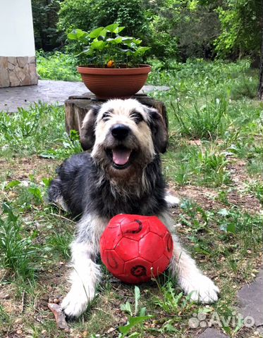 Метис эрдельтерьера в добрые руки