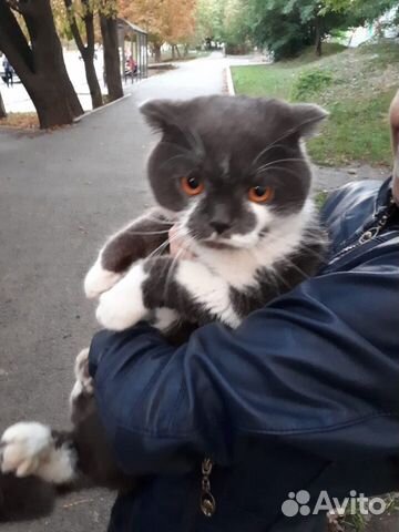Котик найден на Чкаловском рынке-ищет своих хозяев