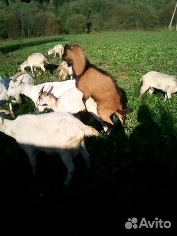 Козел на покрытие