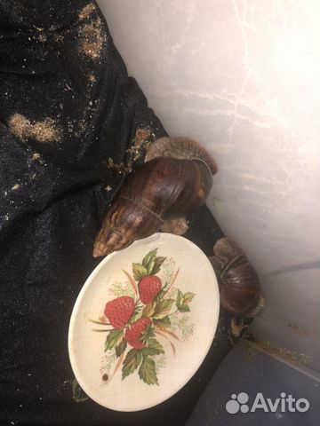 Улитки - Ахатины