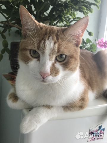 Рыжий Богатырь в дар