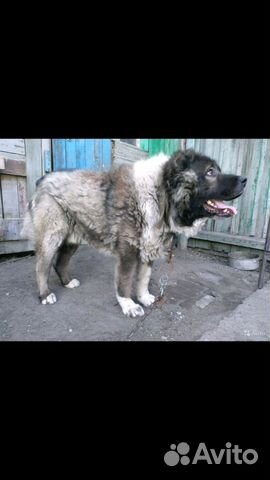 Кавказская овчарка
