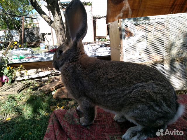 Кролики породы фландр