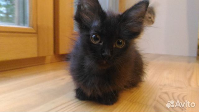 Отдам котят в добрые надёжные руки