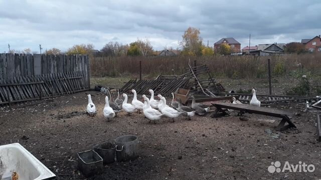 Гуси Домашние