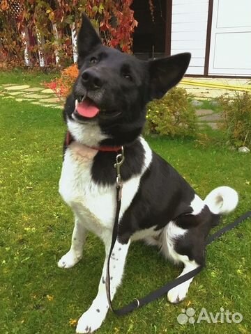 Бимка ищет дом