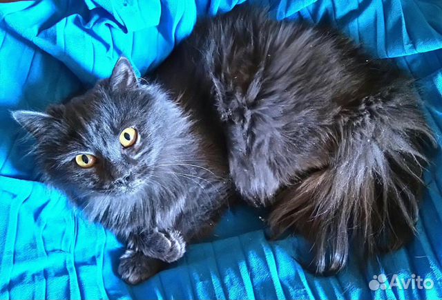 Нибелунг кошка