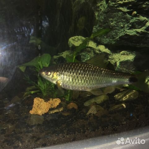 Водорослеед